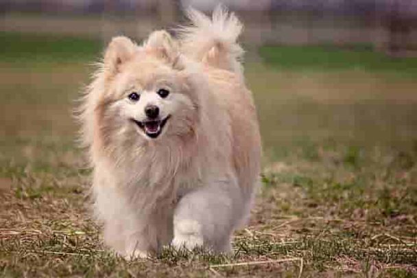 Top 10 Cute, Adorable and Small Fluffy Dog Breeds You'll Want to Own