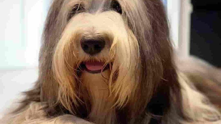Top 10 Cute, Adorable and Small Fluffy Dog Breeds You'll Want to Own