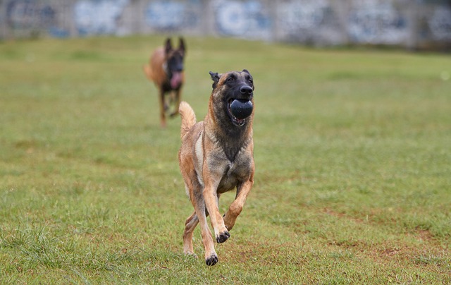 best working dog breeds for families Archives | Dogs Lovers Blog