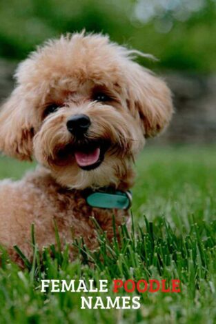 +120 Popular, Cute, and Unique Female Poodle Names You’ll Love