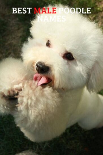 150 Best Male Poodle Names: A List of Ideas to Help You Pick the One ...