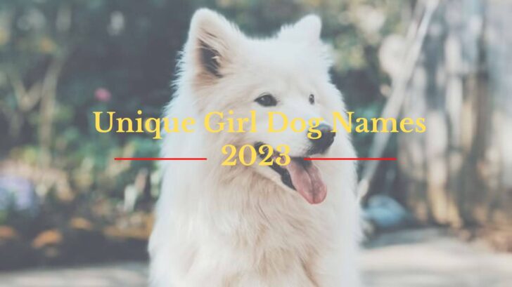 100 Best Short Dog Names: The Cutest Options for Your Four-Legged Companion