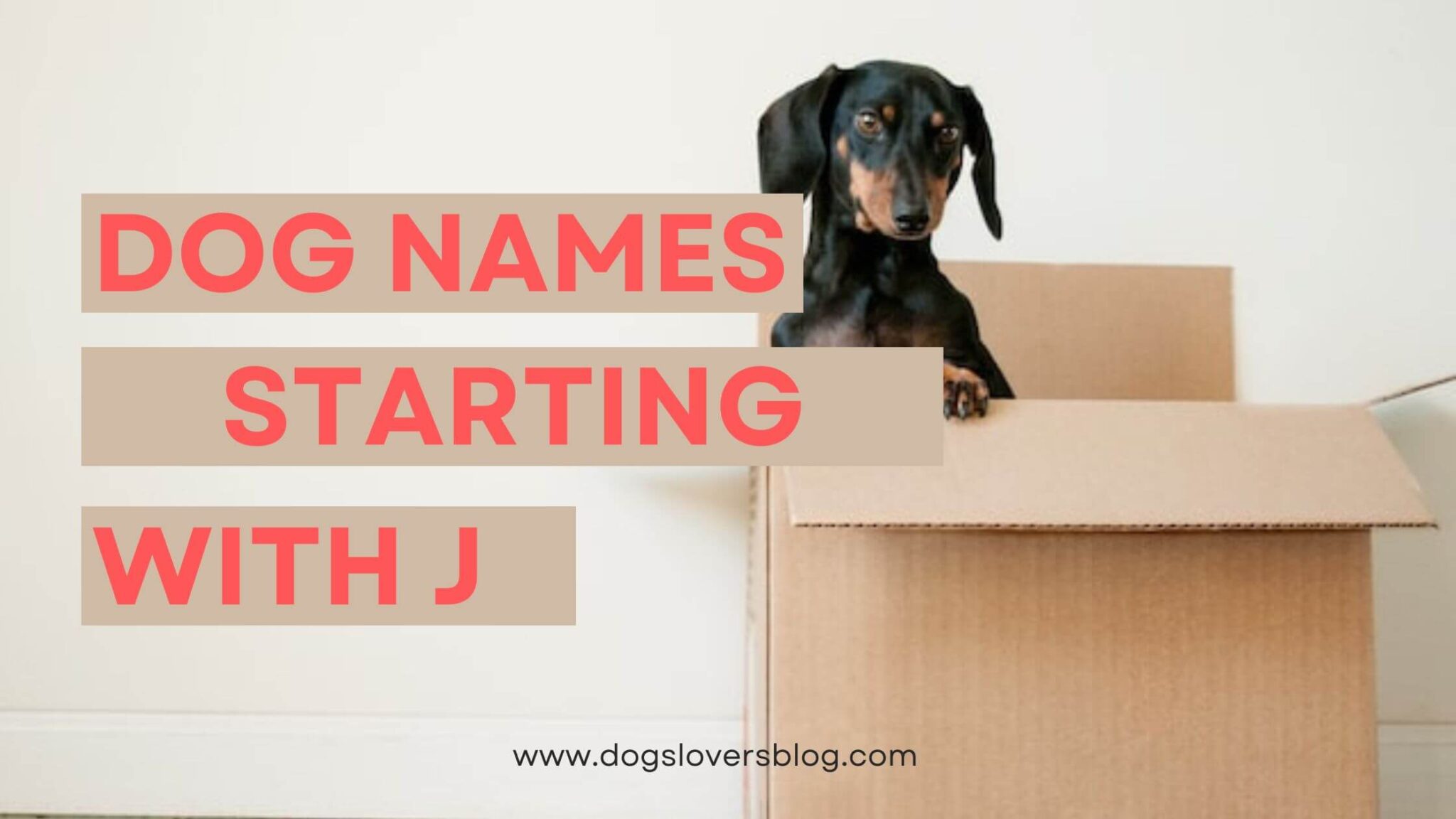  170 Best Dog Names Starting With J Cute And Cool Ideas 