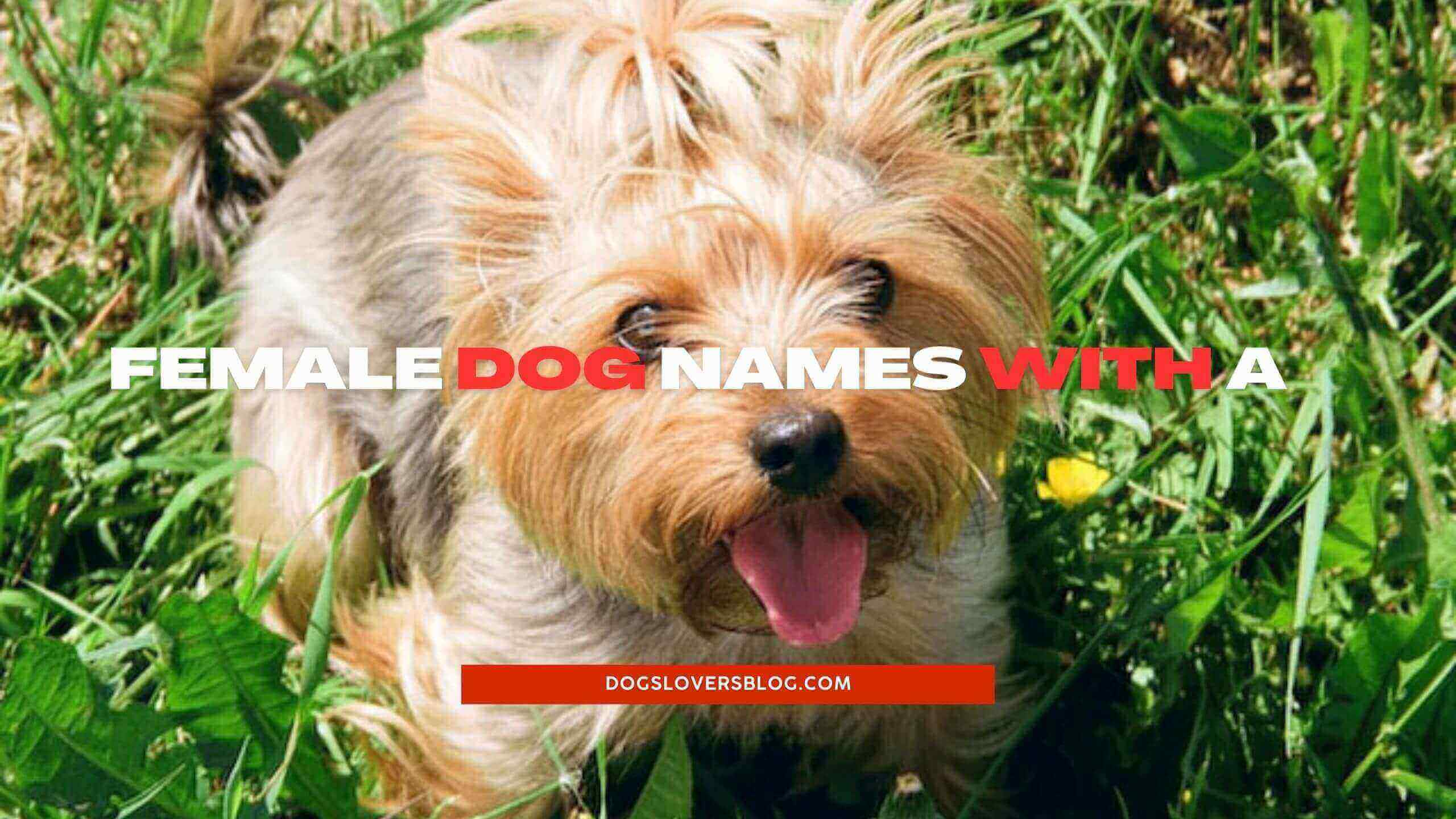 20 Best Female Dog Names With A Stunning Female Dog Names To Consider 20 Best Female Dog Names With A Stunning Female Dog Names To Consider