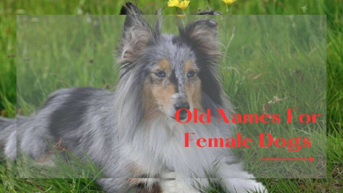 +120 Popular, Cute, and Unique Female Poodle Names You’ll Love